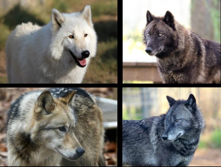 15 Places in Houston to See Animals - Showit Blog